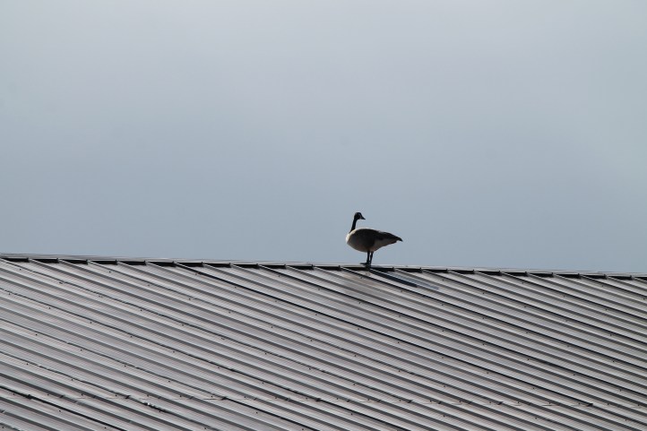 Goose on A Tin Roof – Stamping@Robyn's Roost