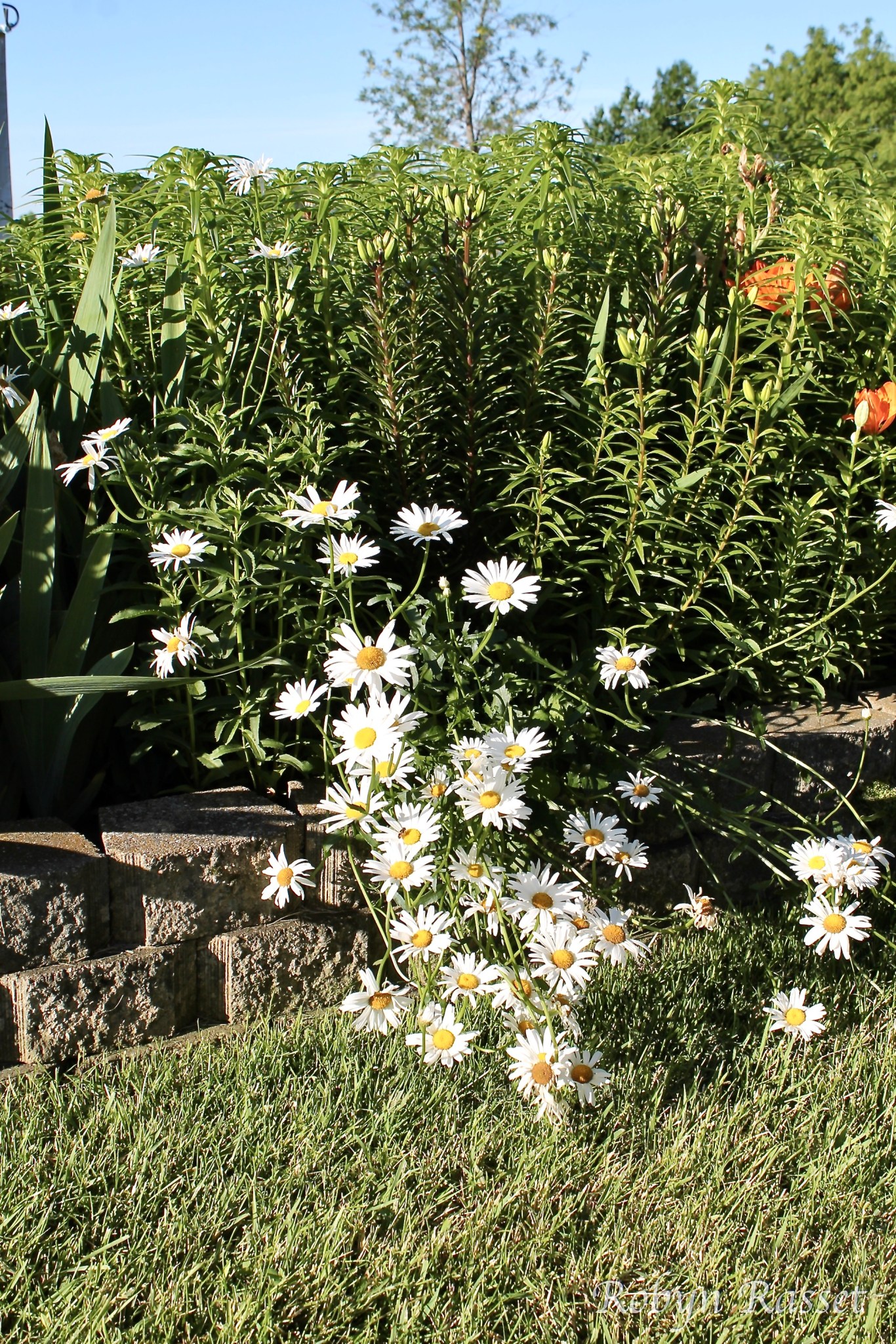 June Flowers – Stamping@Robyn's Roost