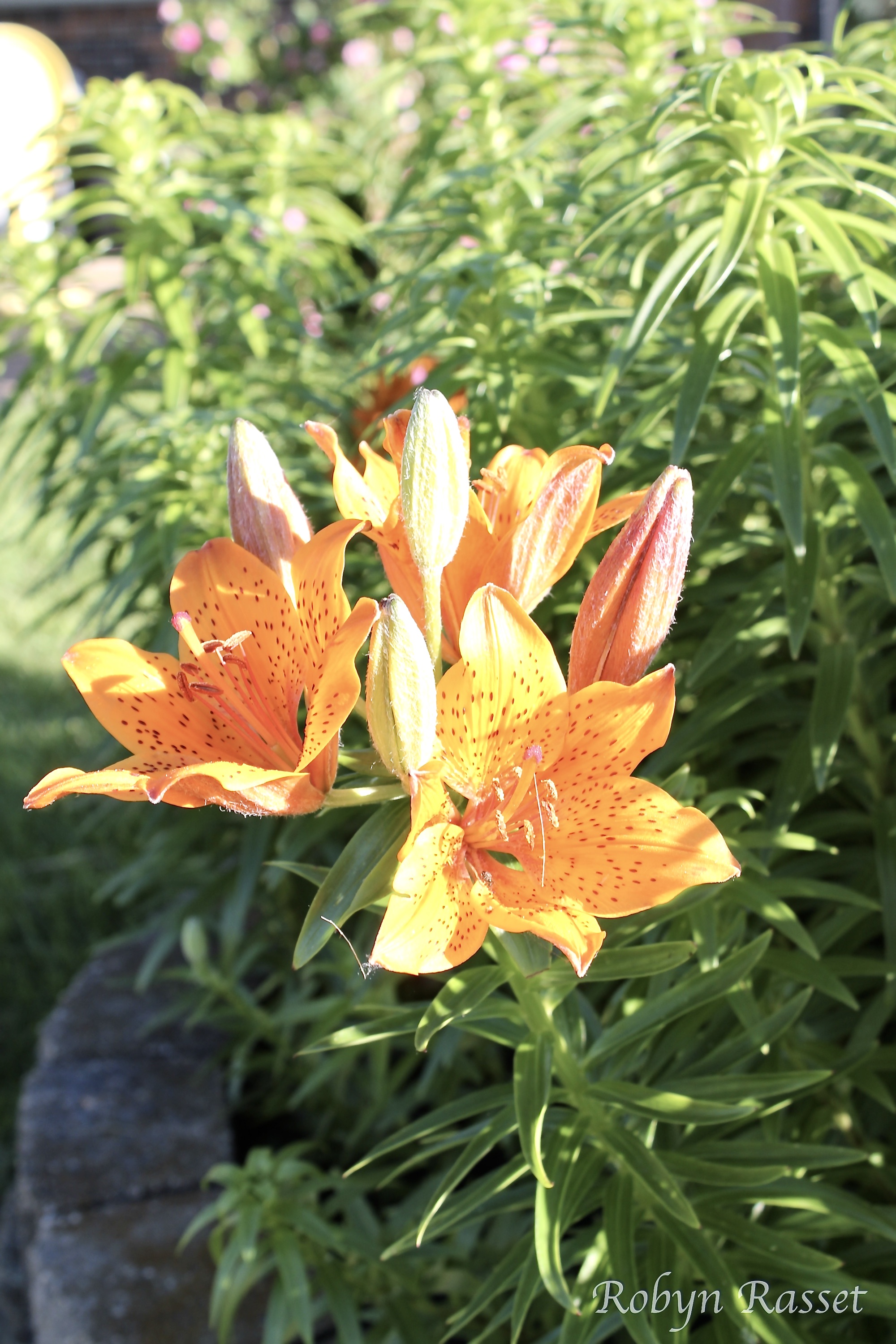 June Flowers – Stamping@Robyn's Roost