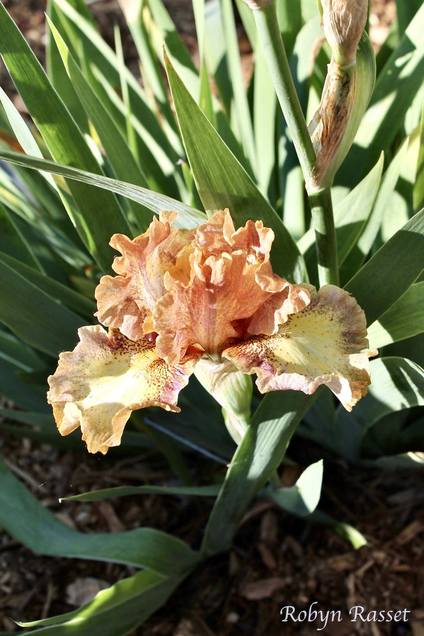 June Flowers – Stamping@Robyn's Roost