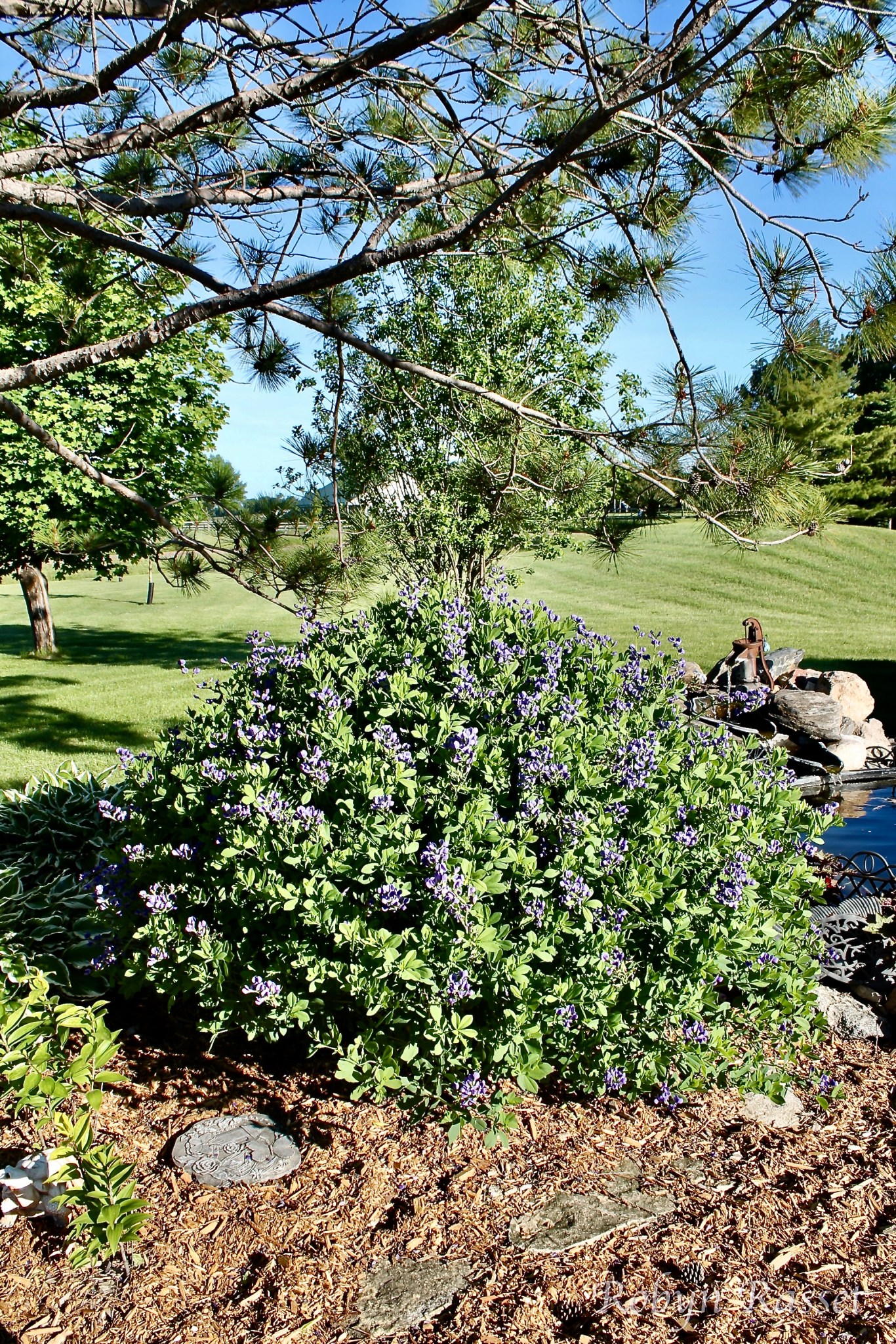 June Flowers – Stamping@Robyn's Roost