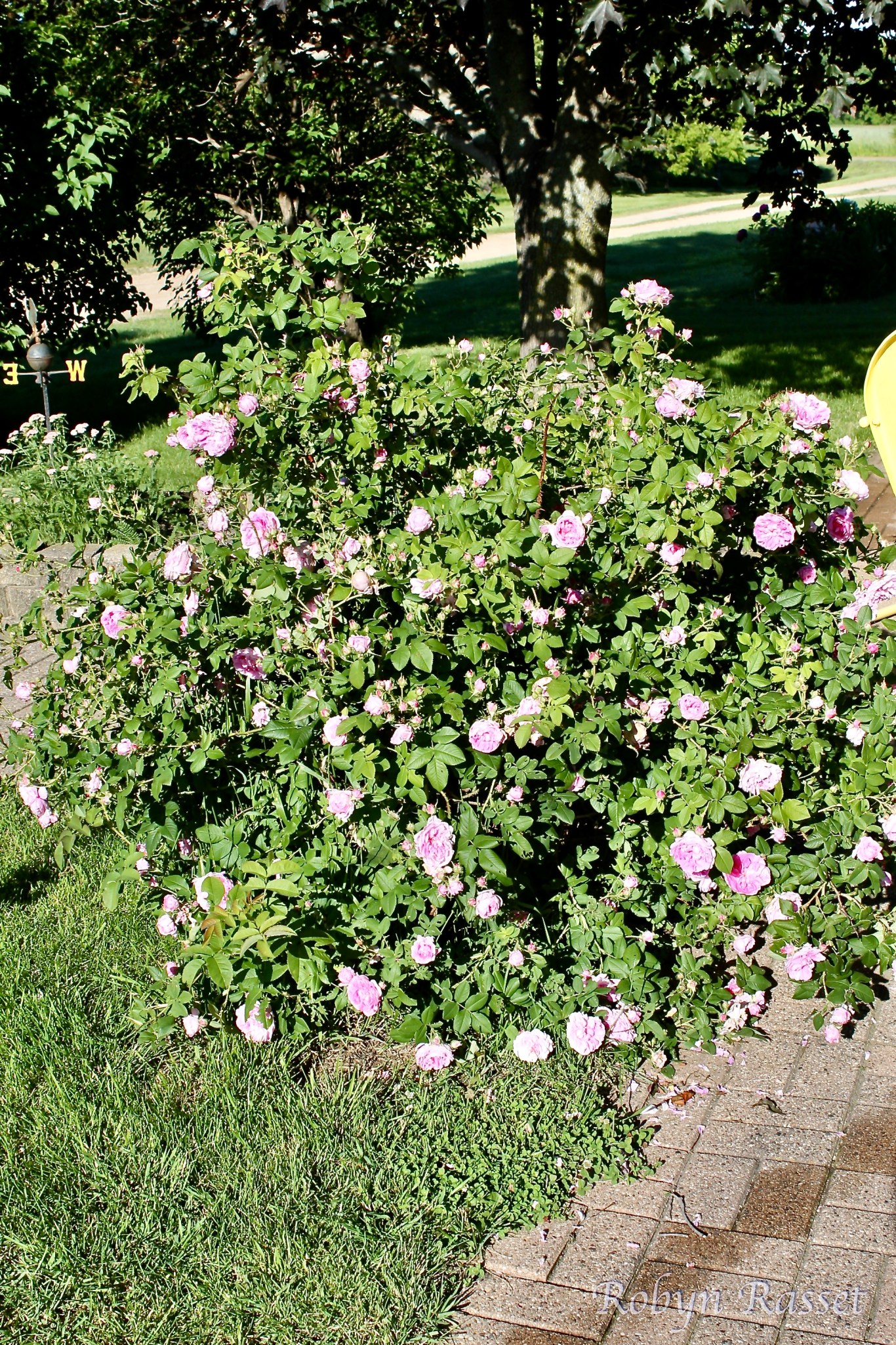 June Flowers – Stamping@Robyn's Roost