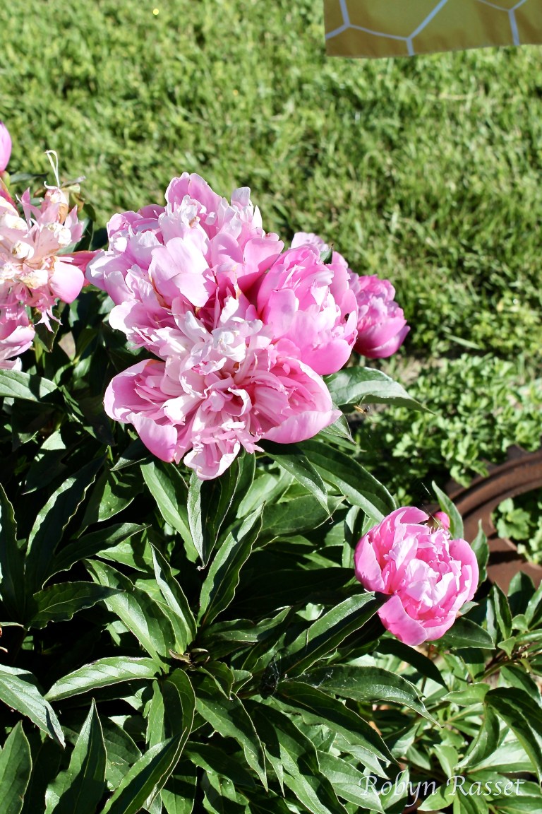 June Flowers – Stamping@Robyn's Roost