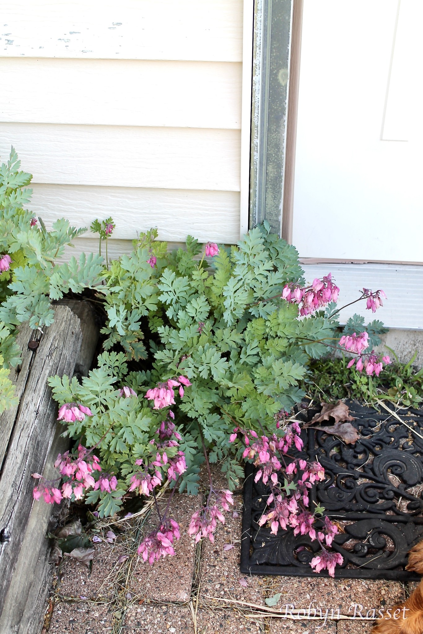 June Flowers – Stamping@Robyn's Roost