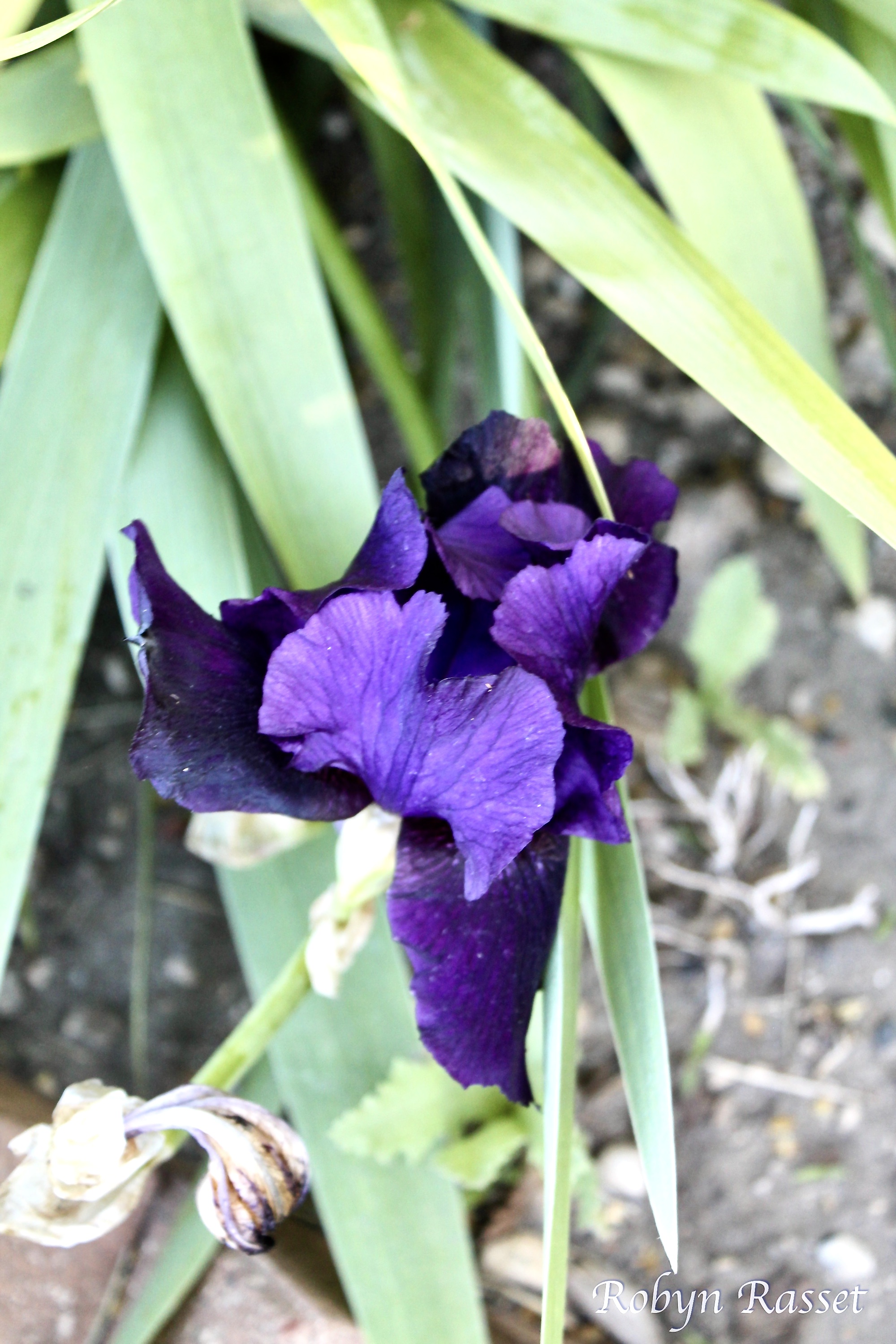 June Flowers – Stamping@Robyn's Roost