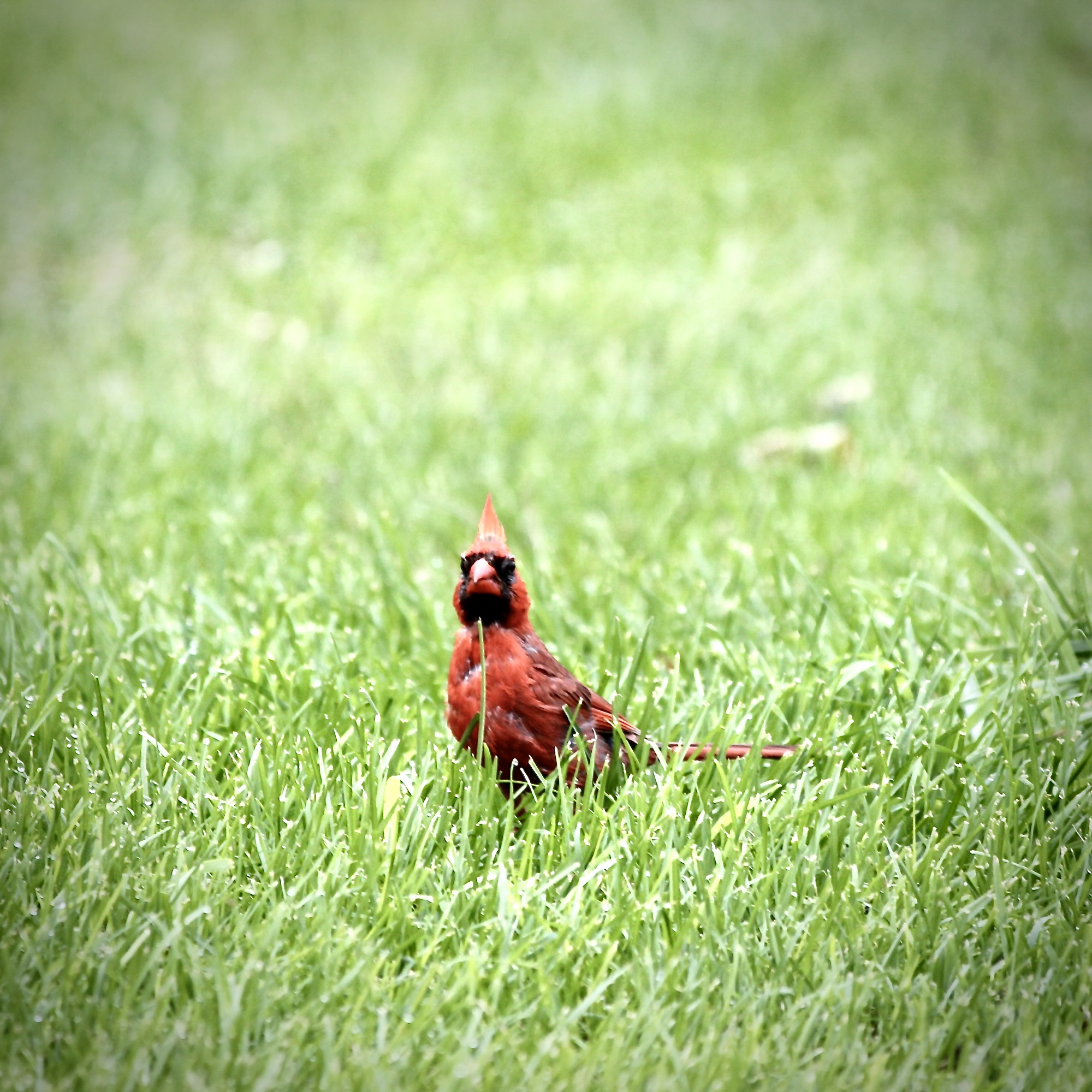 Grumpy Day… – Stamping@Robyn's Roost